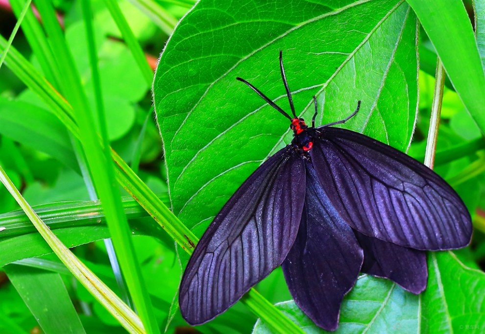 蝶形锦斑蛾,斑蛾,竹斑蛾_大山谷图库